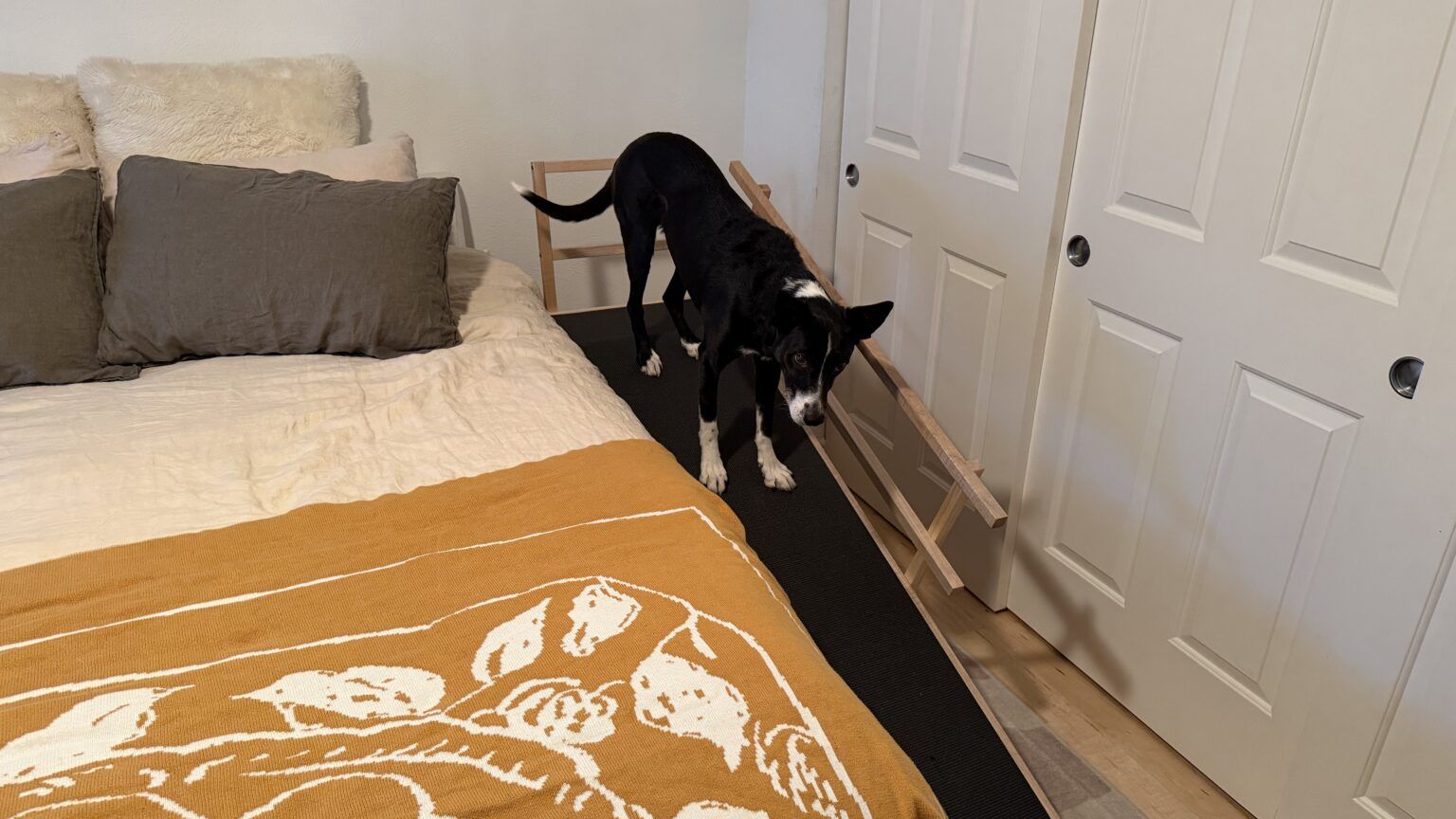 The Best Dog Ramps - Whole Dog Journal