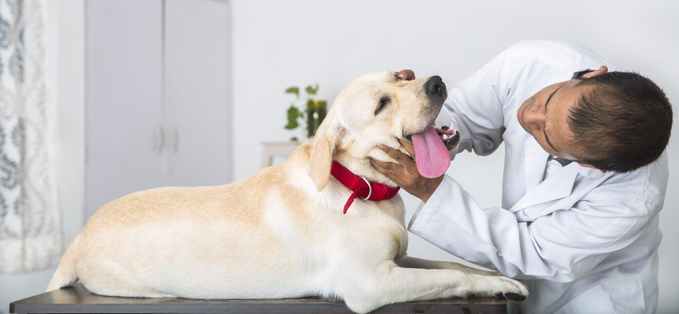 The Why and How of a Dog Swollen Cheek Gland - Whole Dog Journal