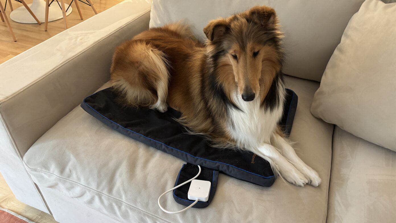 The Best PEMF Products for Dogs - Whole Dog Journal