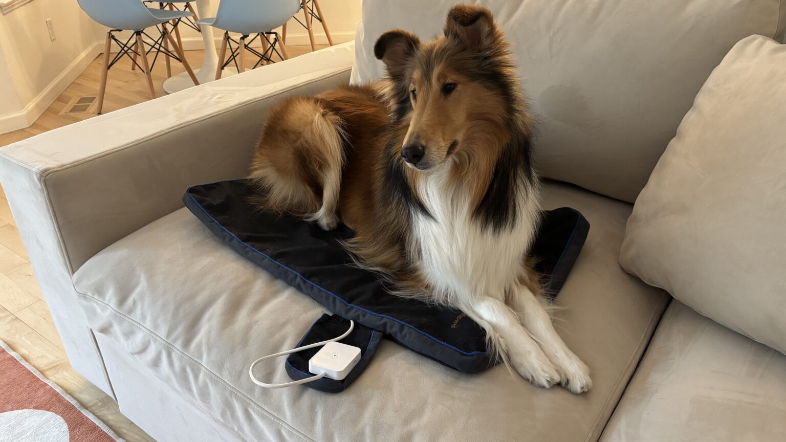 The Best PEMF Products for Dogs - Whole Dog Journal