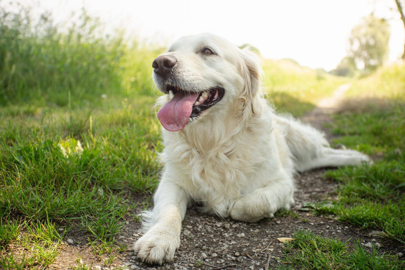 My Dog Is Breathing Heavy - Whole Dog Journal
