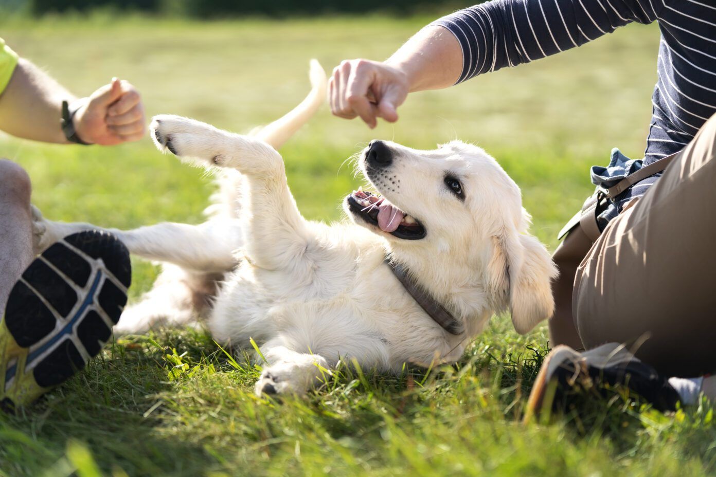 How To Make Your Dog Feel Safe - Whole Dog Journal
